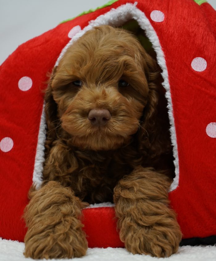 Breed | Courtlands Australian Labradoodles | Courtlands Australian ...