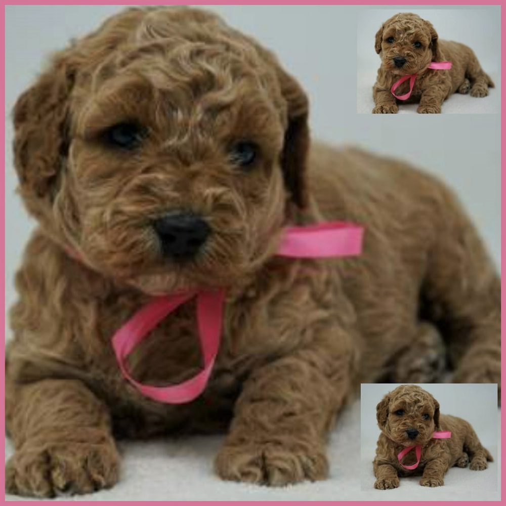 Courtlands Australian Labradoodles | Pink 22_12_19