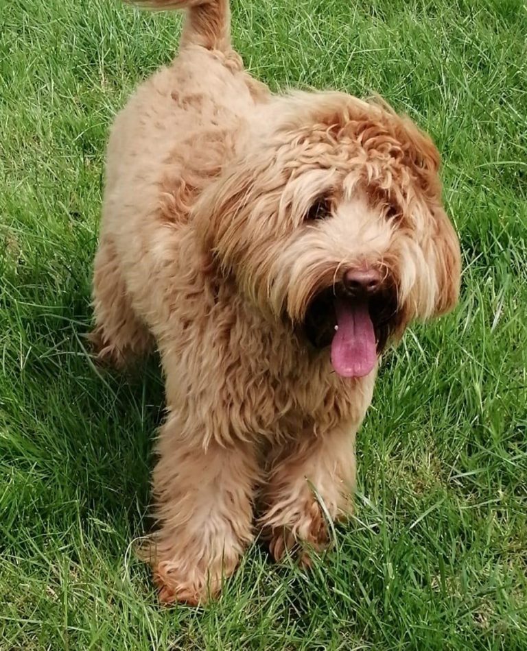 Courtlands Australian Labradoodle Breeding Girls | Courtlands ...