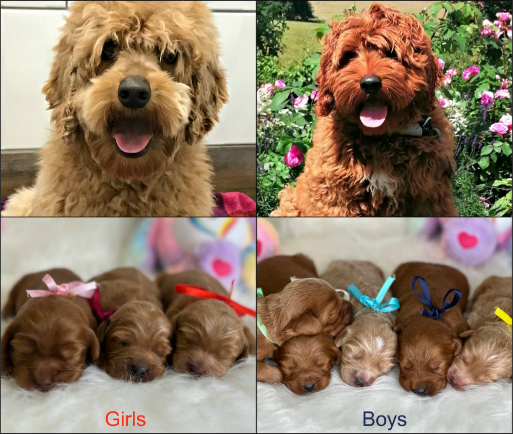 Courtlands Australian Labradoodles | Elsie x Thor with puppies