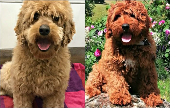 Courtlands Australian Labradoodles | Parent collage